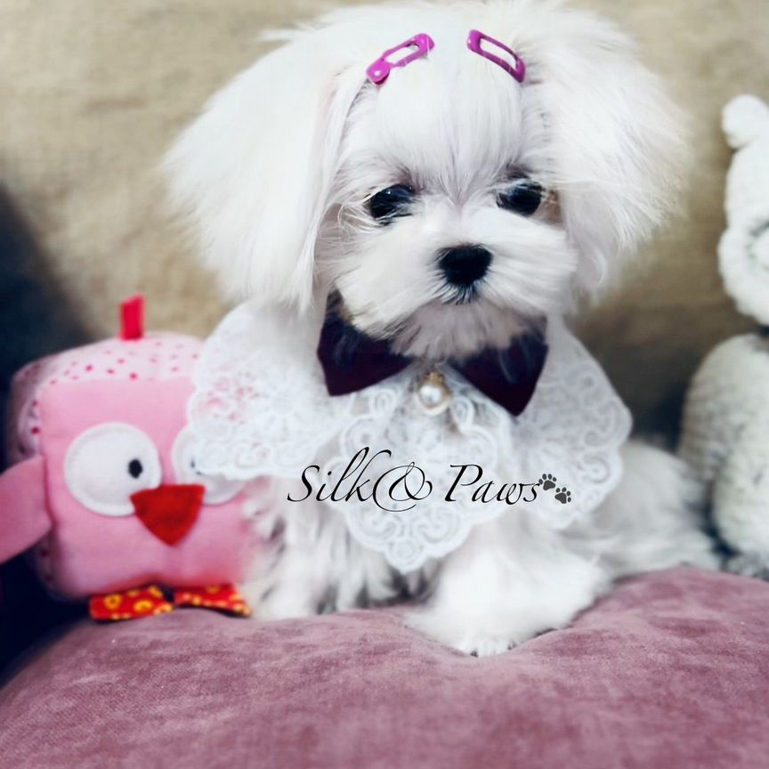 Malteze Мальтийская болонка mini