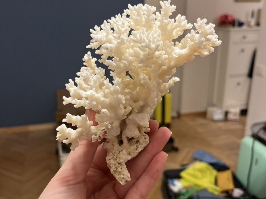 Коралл натуральный