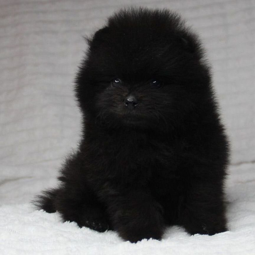Черные Мальчики Шпица Мини