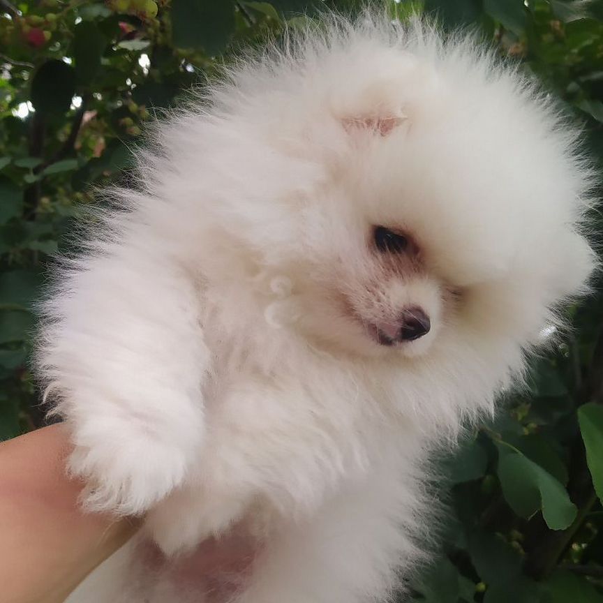 Щенки шпиц малый девочка