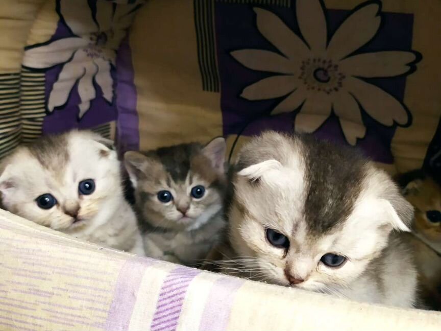 Шотландские котята