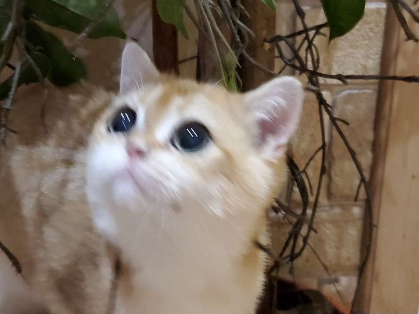 Котик подросток,британец золото