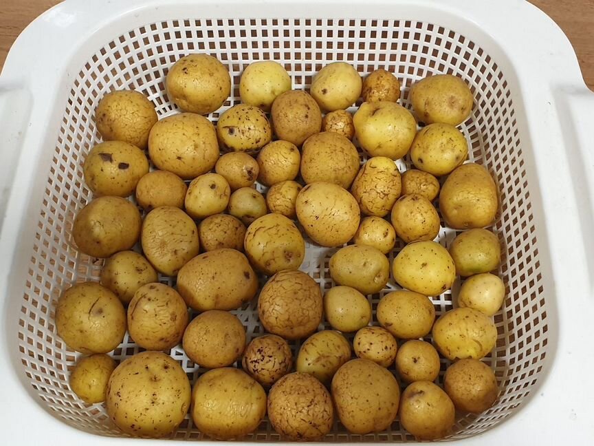 Картофель на корм животным