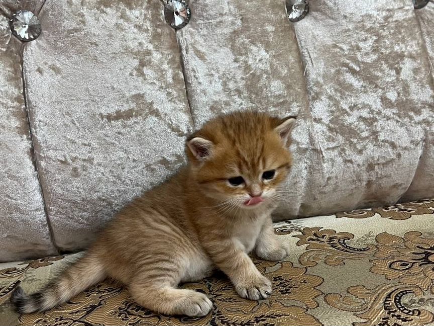Котята британские золотые шиншиллы