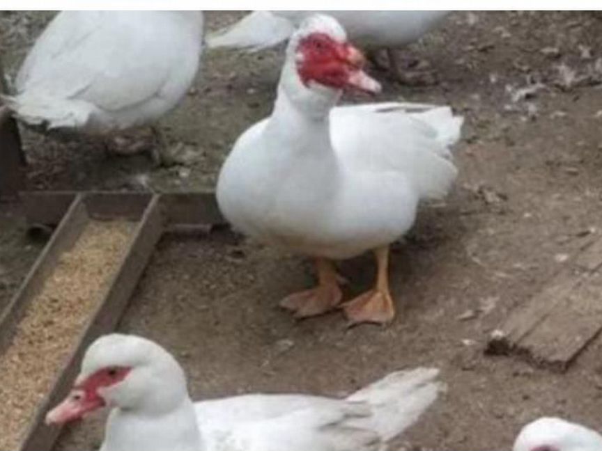 Утка с утятами