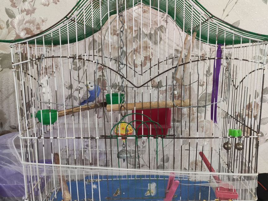 Волнистый попугай