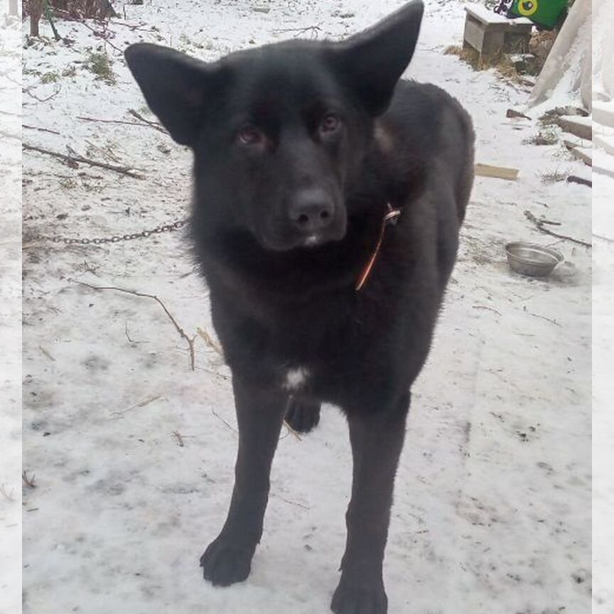 Акита-ину, взрослая собака