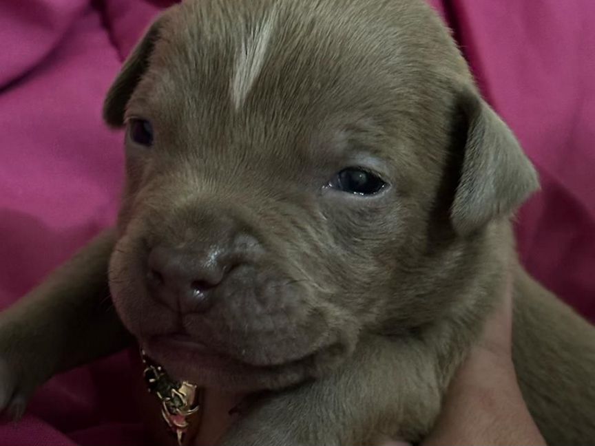 Американский питбультерьер щенки