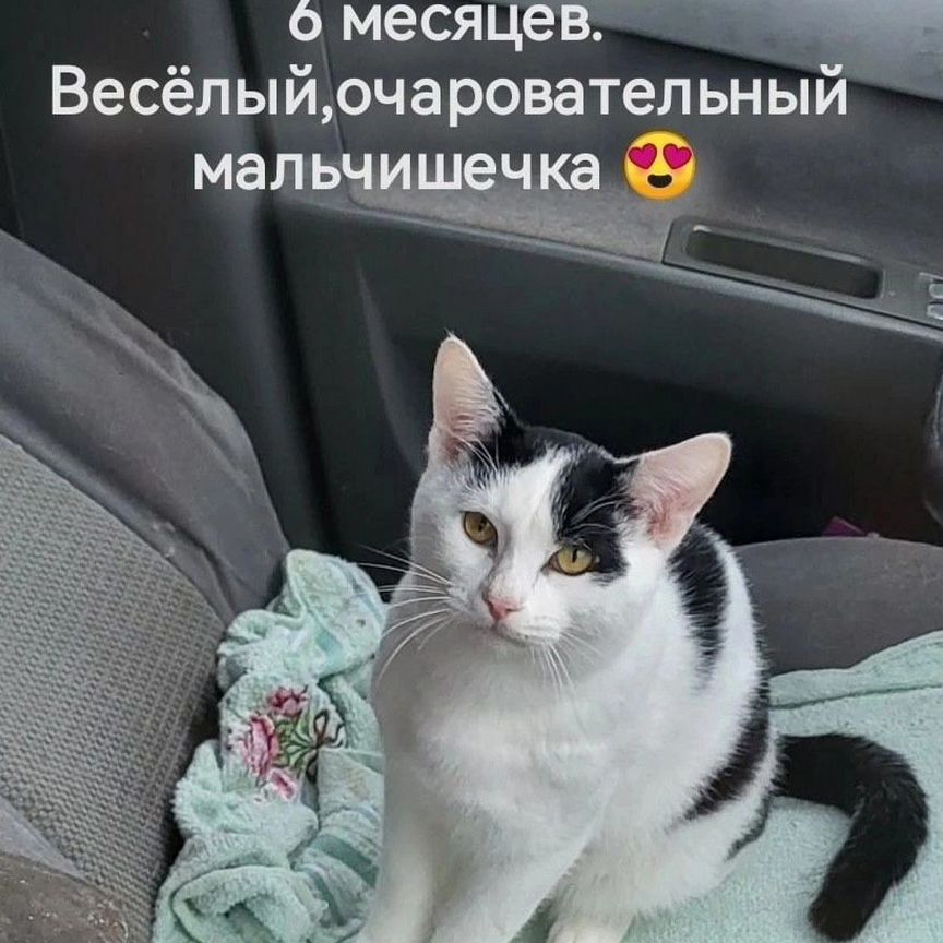 Котята в добрые руки бесплатно