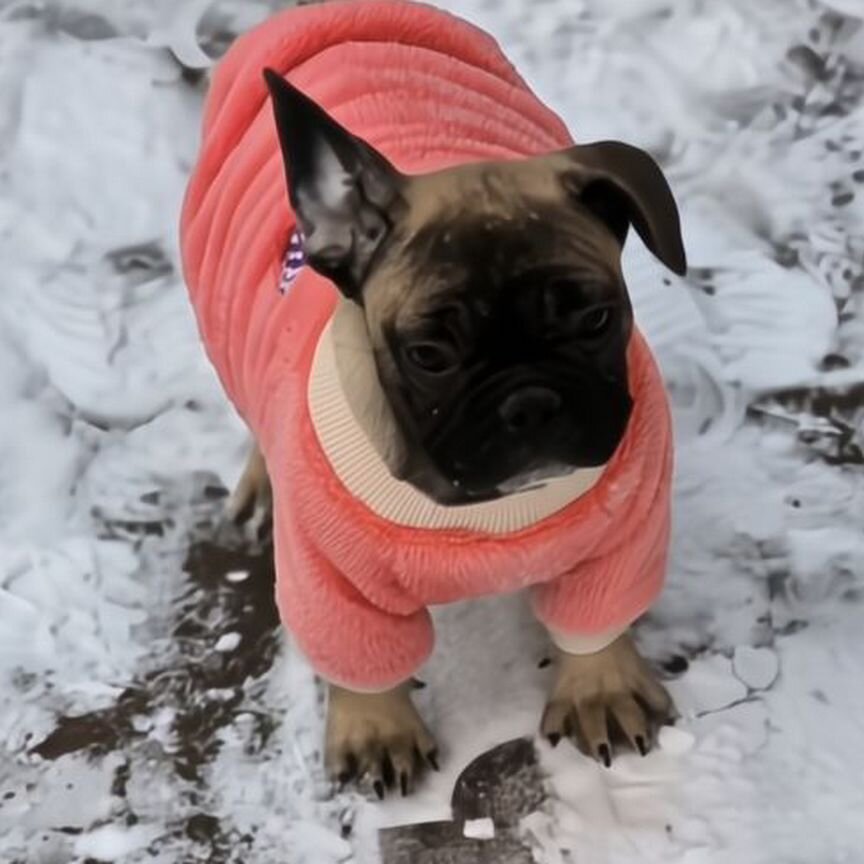 Французский бульдог, щенок