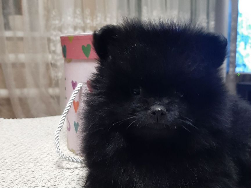 Черный померанский шпиц