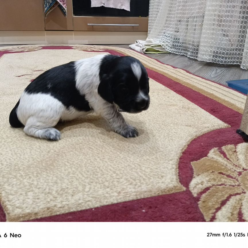 Готовятся к продаже щенки рос