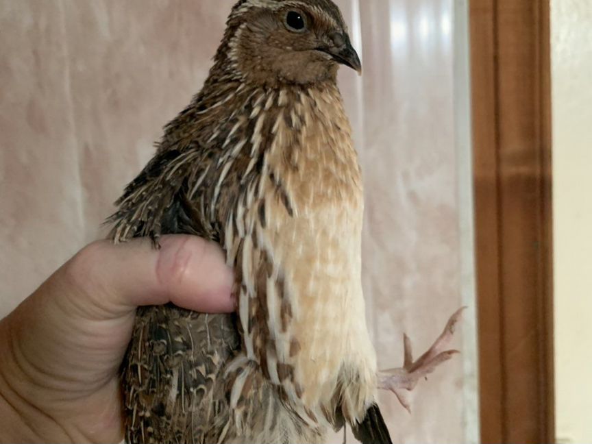 Перепел Фараон