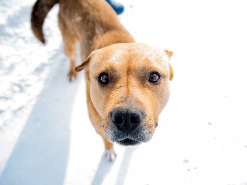 Собака метис в добрые руки сос
