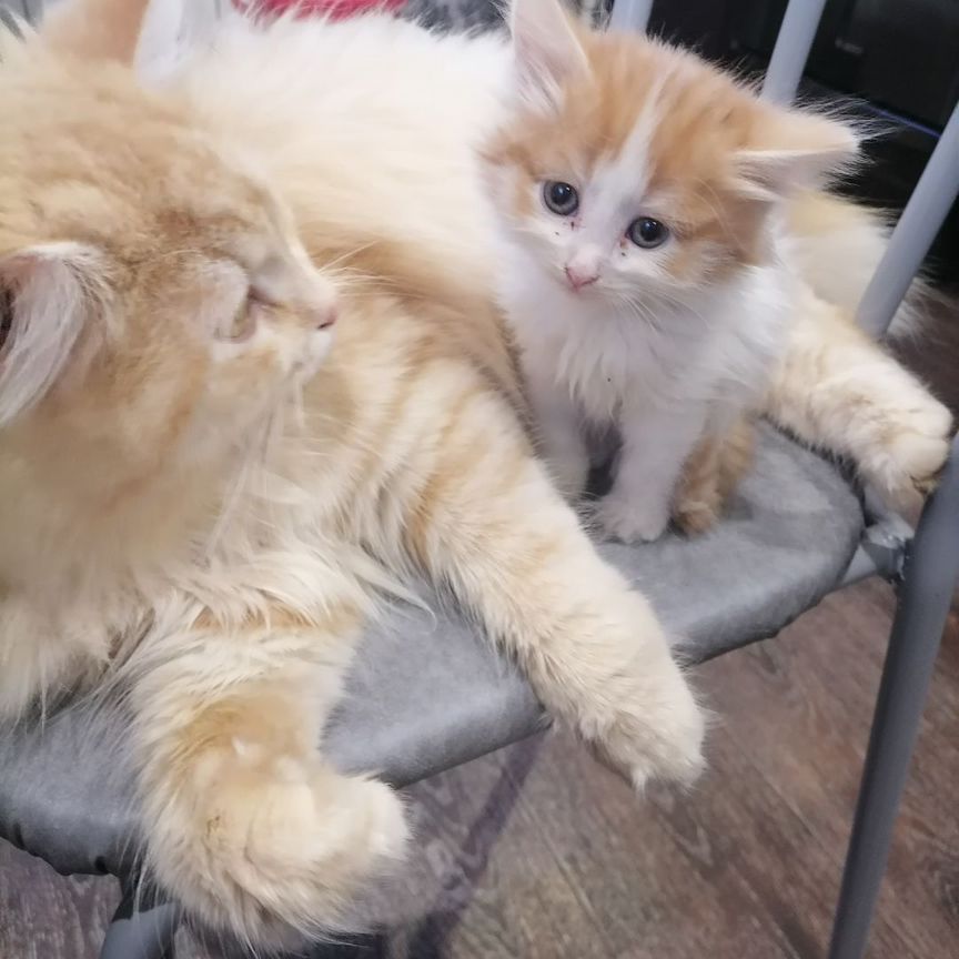 Котёнок девочка лапочка