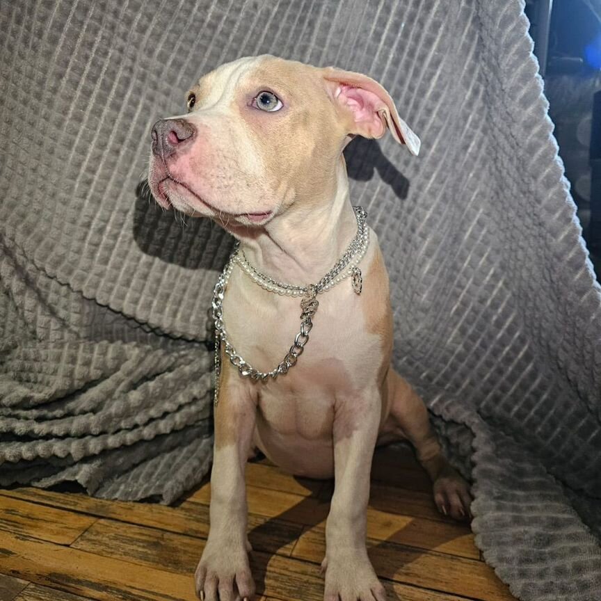 Американский стаффордширский терьер