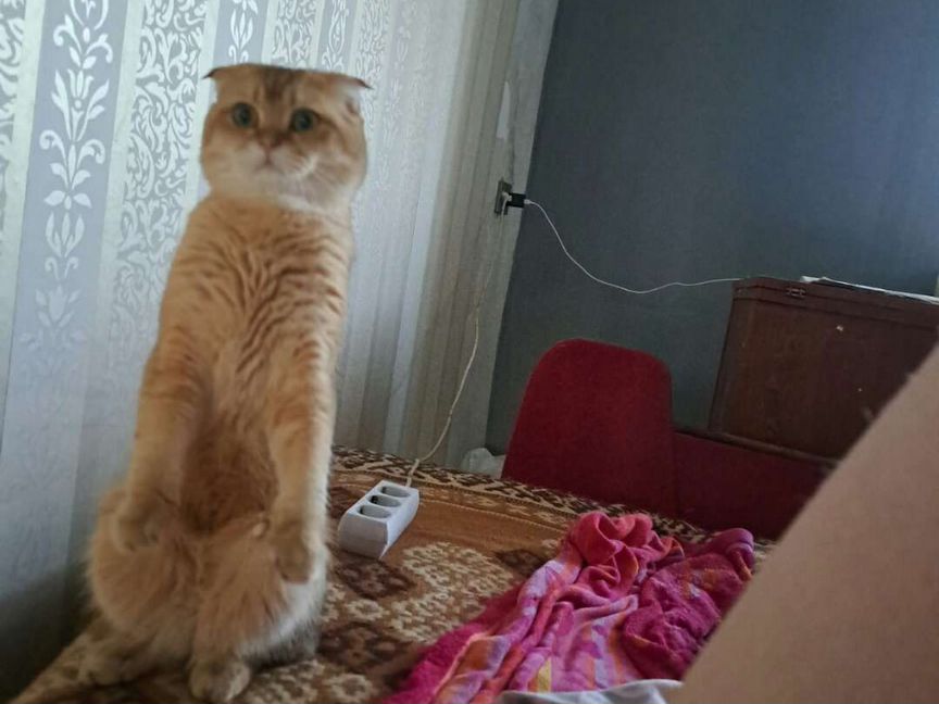 Вязка кот золотой шотландец