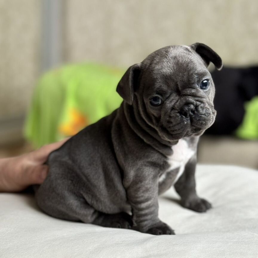 Французский бульдог щенки