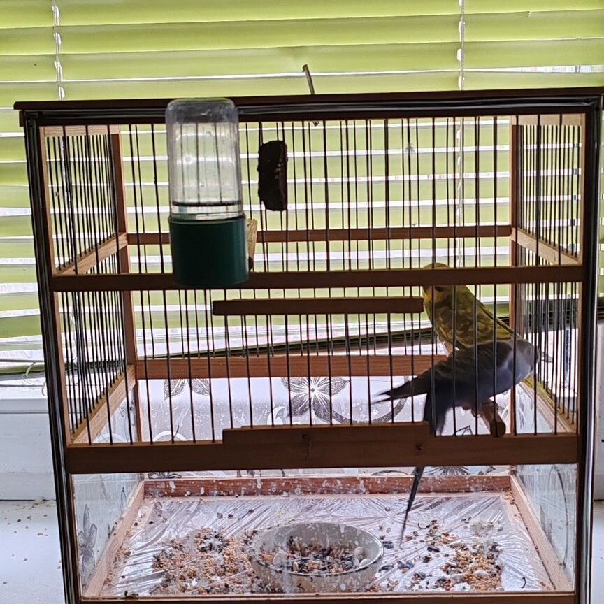 Пара папугаев волнистых с клеткой