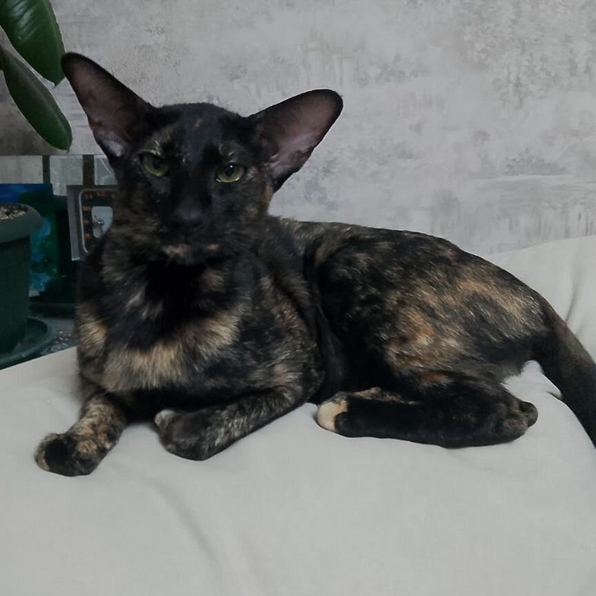 Кошечка