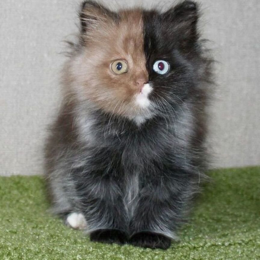 Котёнок от частного владельца