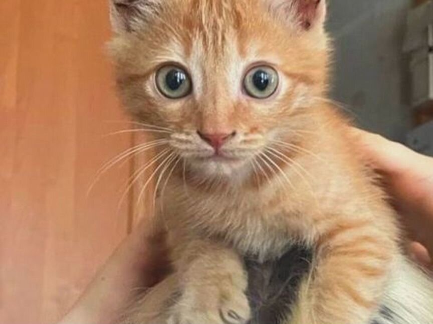 Шикарный, рыжий котенок мальчик