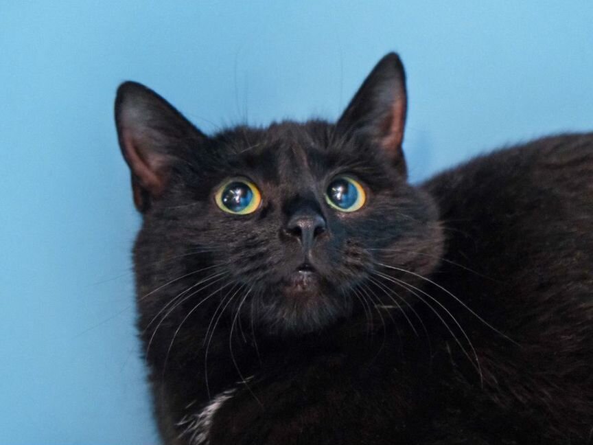 Бархатная Симона в добрые руки