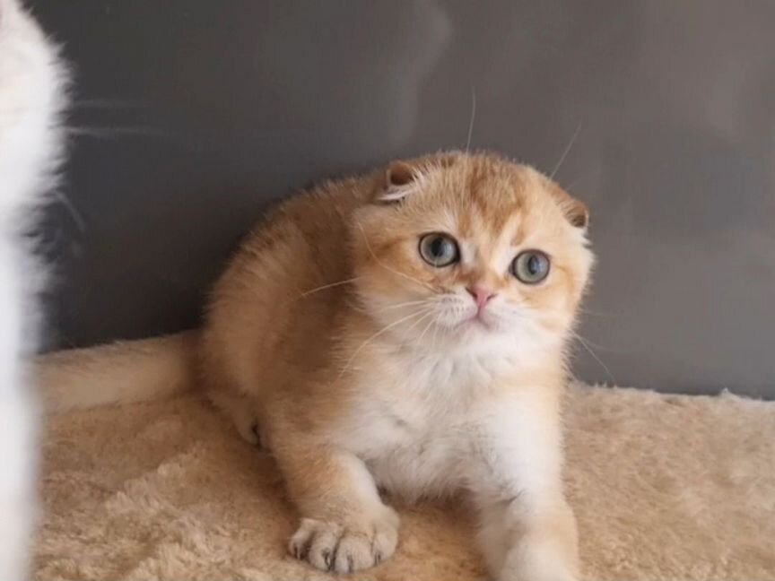 Мальчик золотая шиншилла