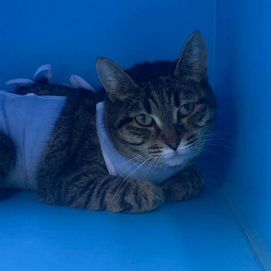 Дом снесли.Ласковой кошечке завтра некуда вернутьс