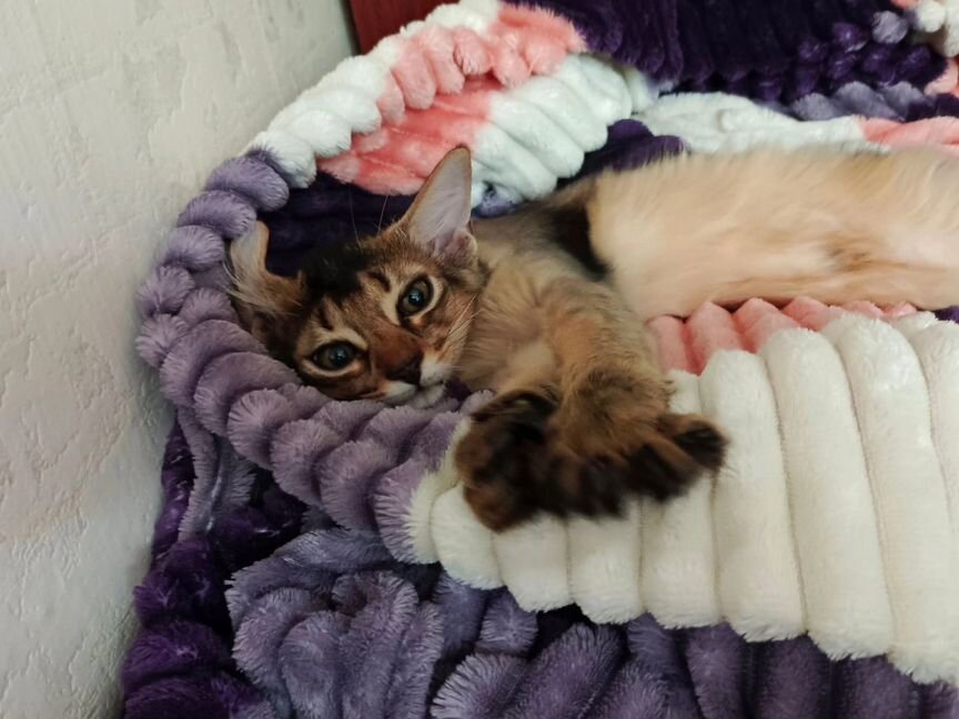 Сомалийский кот
