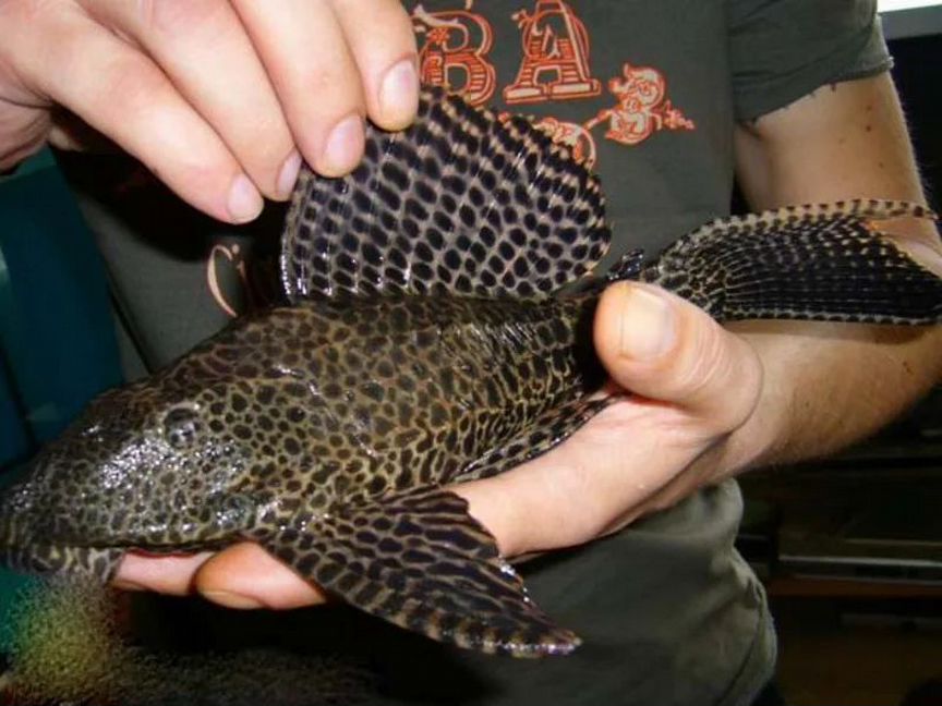 Сом прилипала 30см