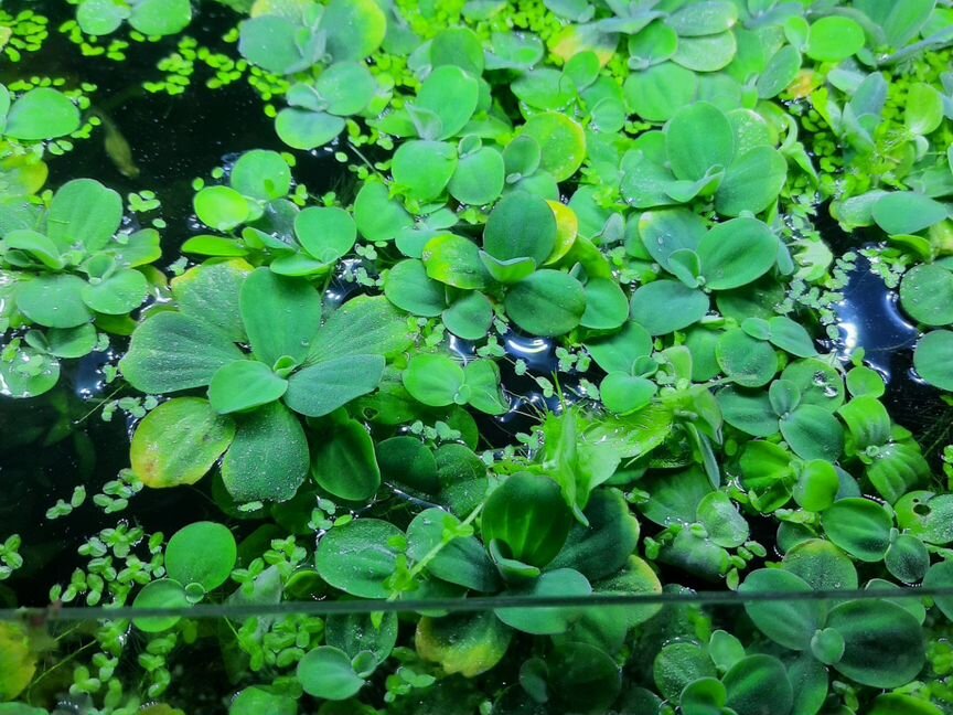 Аквариумные растения