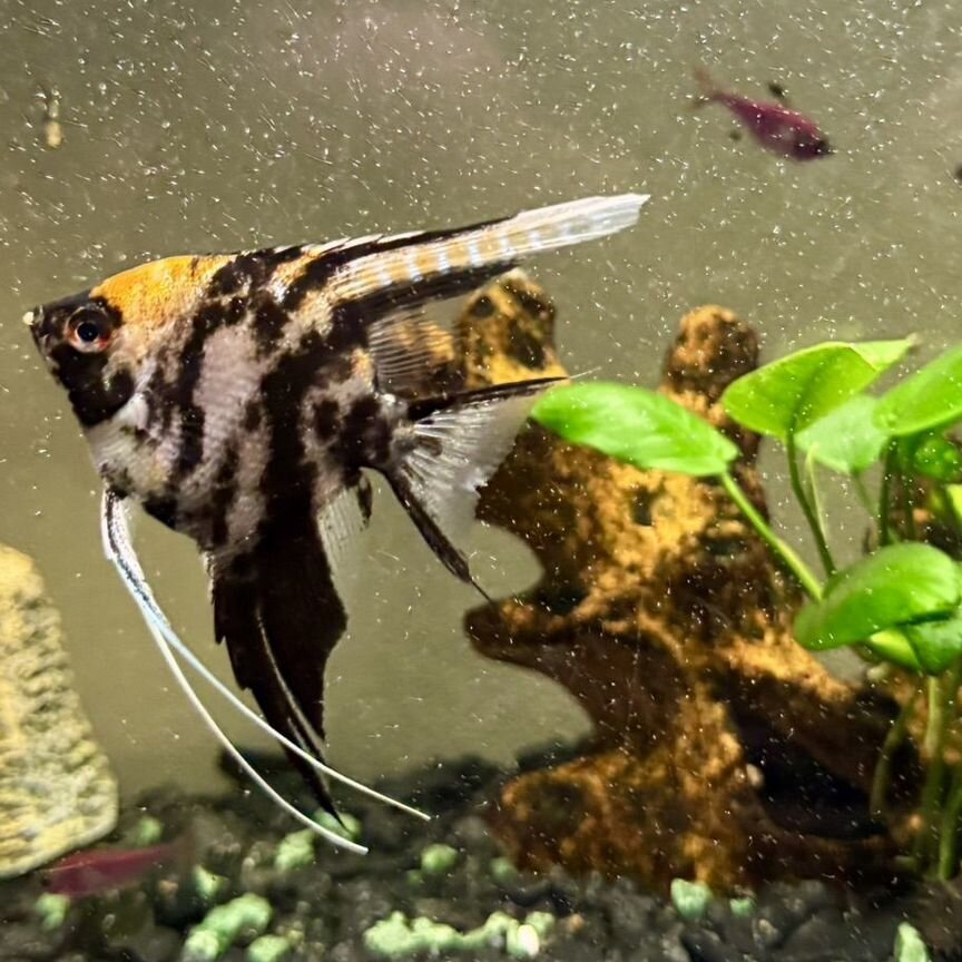 Аквариумные скалярии