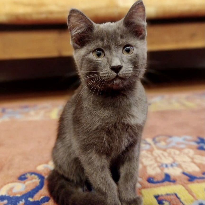 Котенок в добрые руки