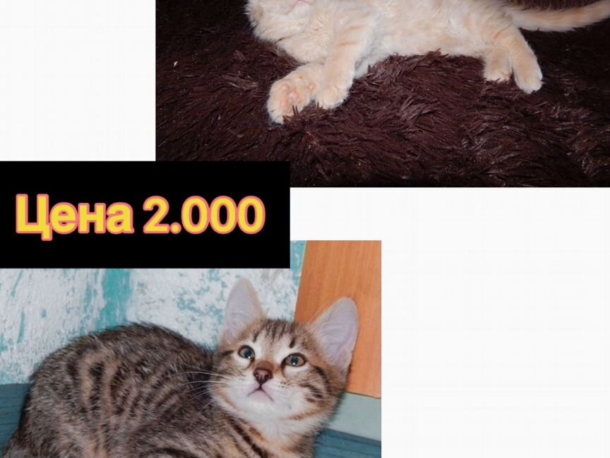Котята от кошки мейнкун