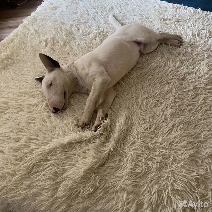 Продам миниатюрных-бультерьеров