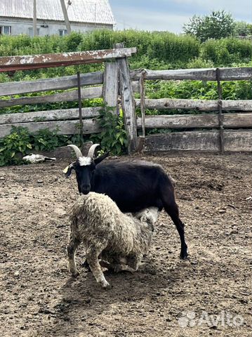 Козы пуховые и молочные