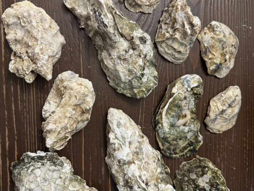 Ракушка от устриц