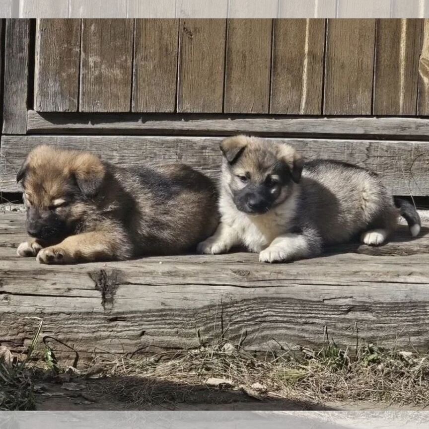 Щенок в добрые руки