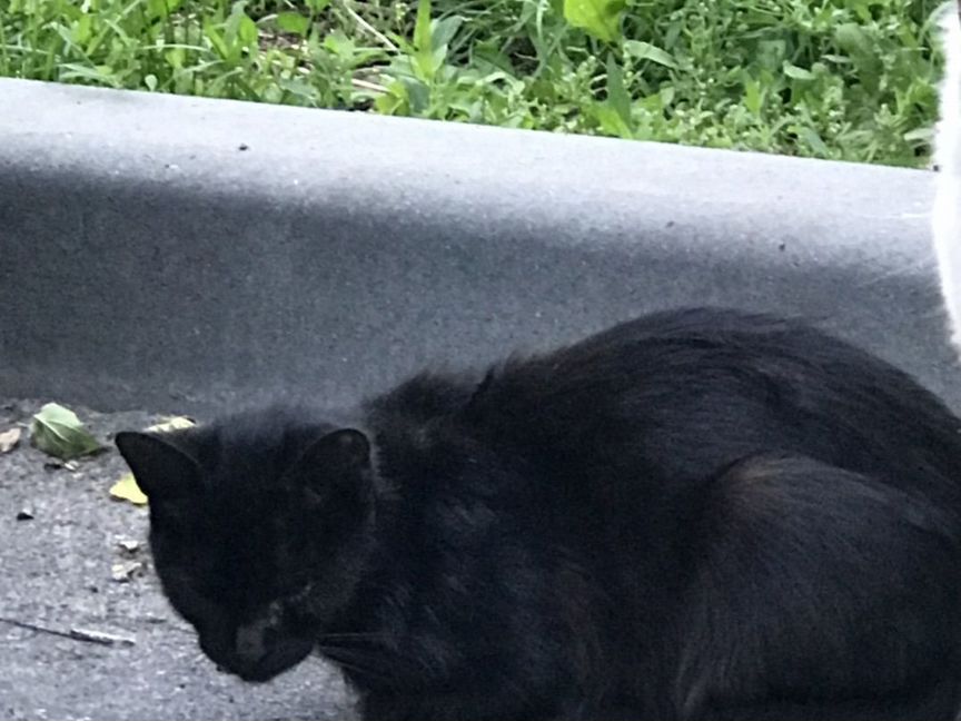 Кошки бесплатно