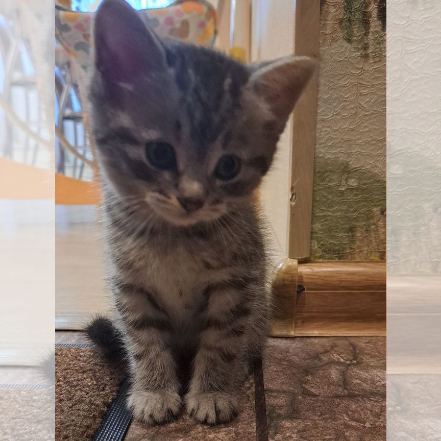 Котёнок от частного владельца