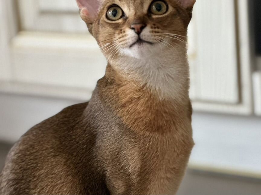 Абиссинкая кошечка