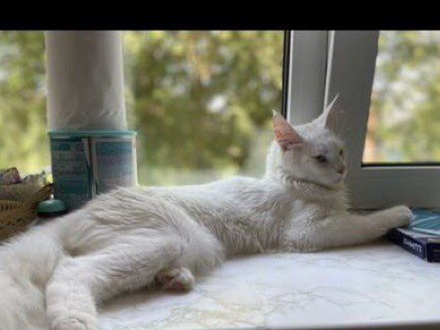 Котики бесплатно в добрые руки