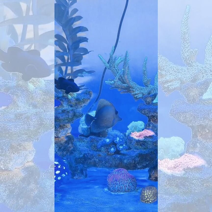 Зебрасома коричневая(Zebrasoma scopas)