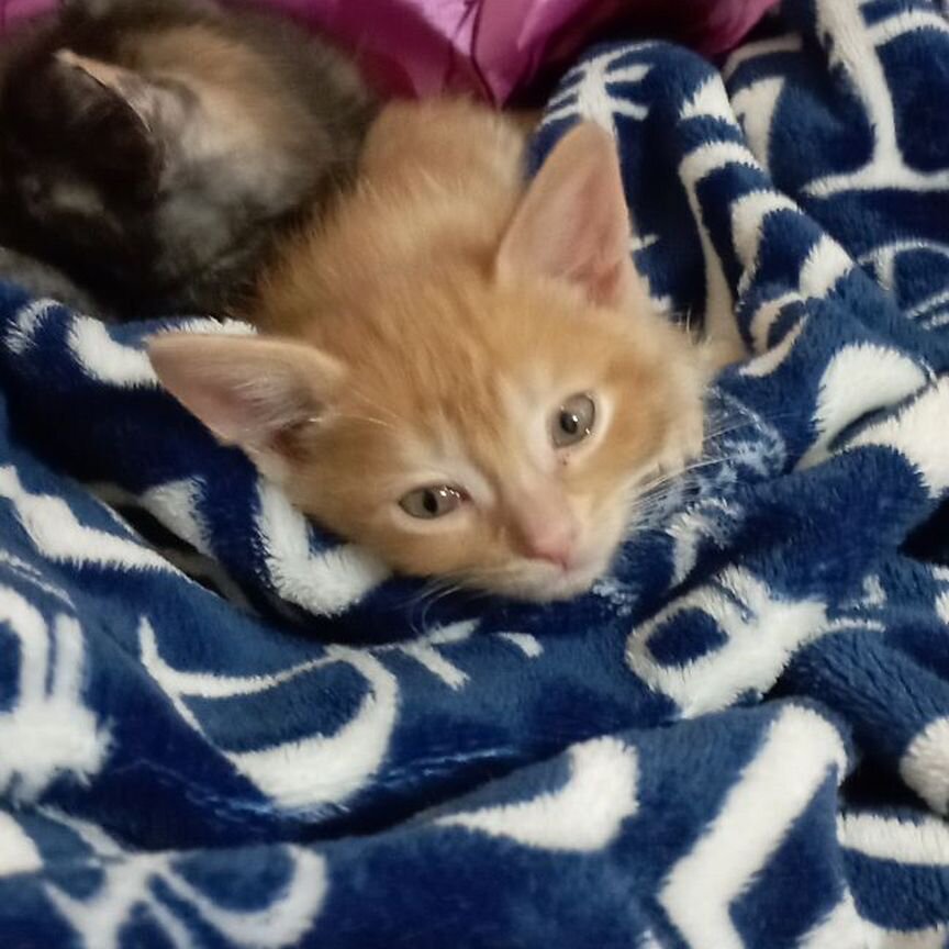 Малышей в добрые ручки)*