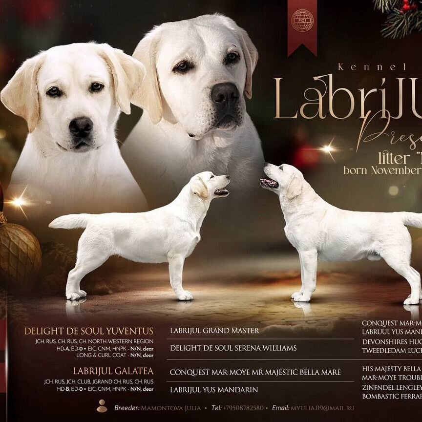 Лабрадор-ретривер, щенок