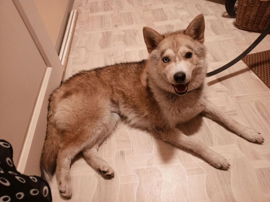 Щенок хаски