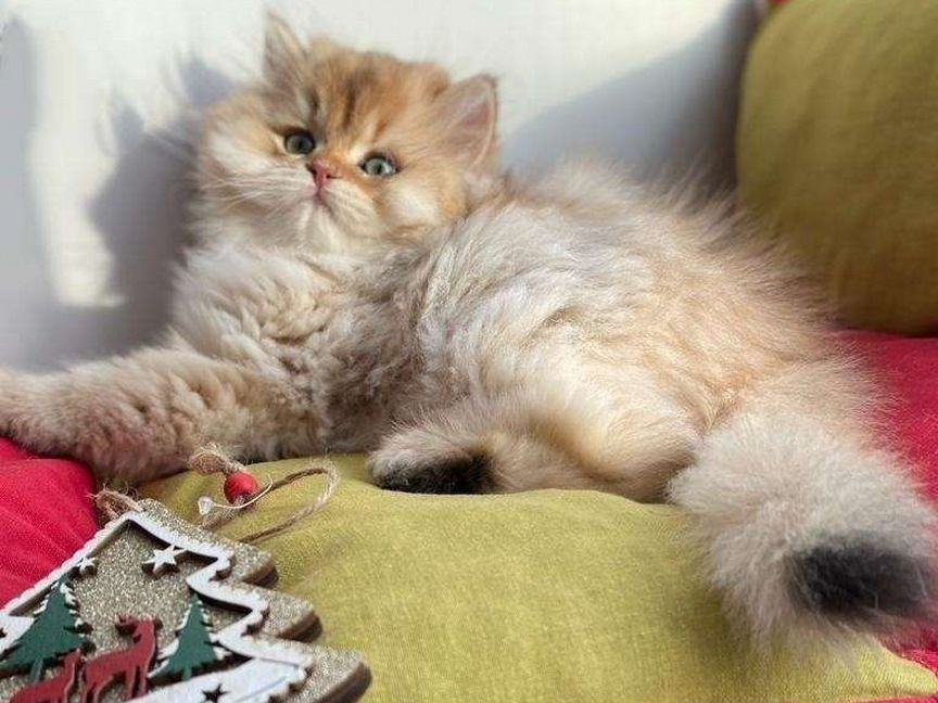 Британские золотые котики