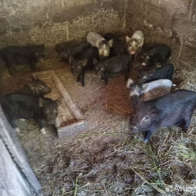 Вьетнамские вислобрюхие поросята