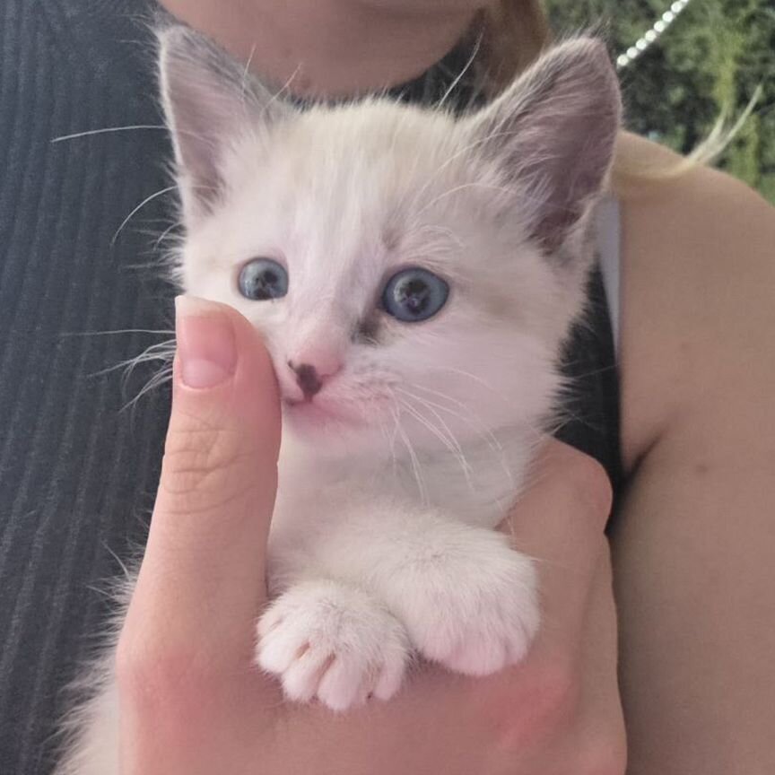 Невский маскарадный котёнок